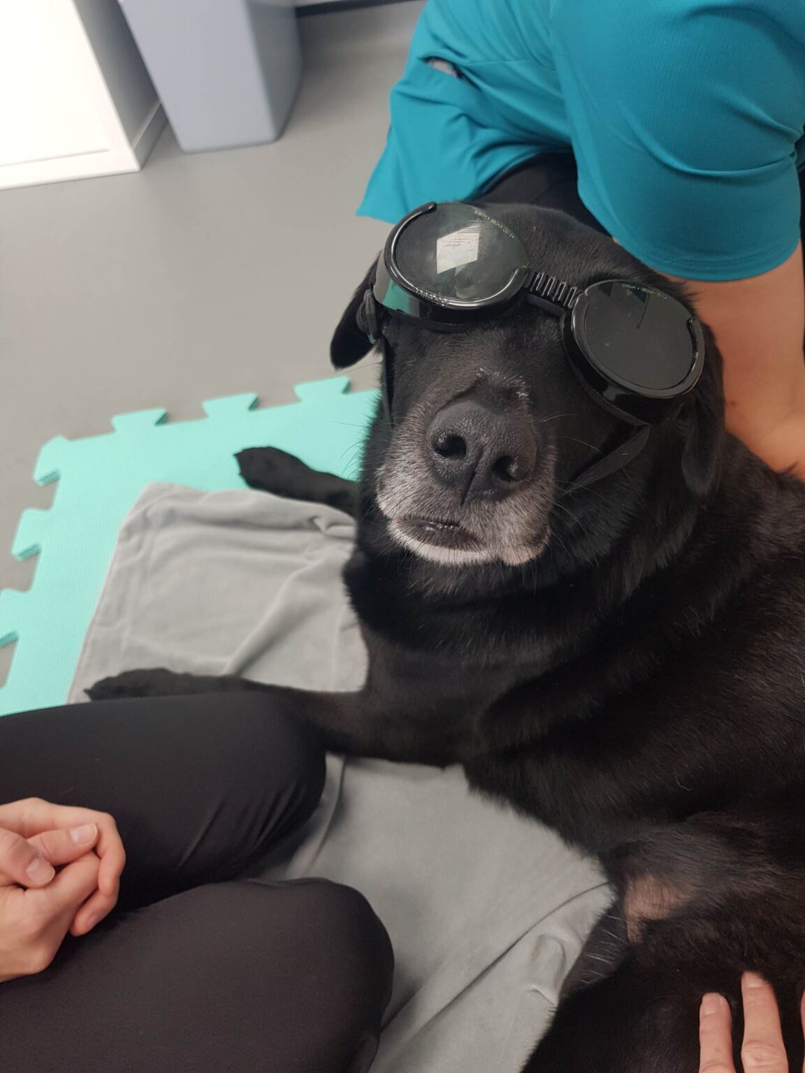 Ash Tree Vets | Expert Pet Care in the East Midlands