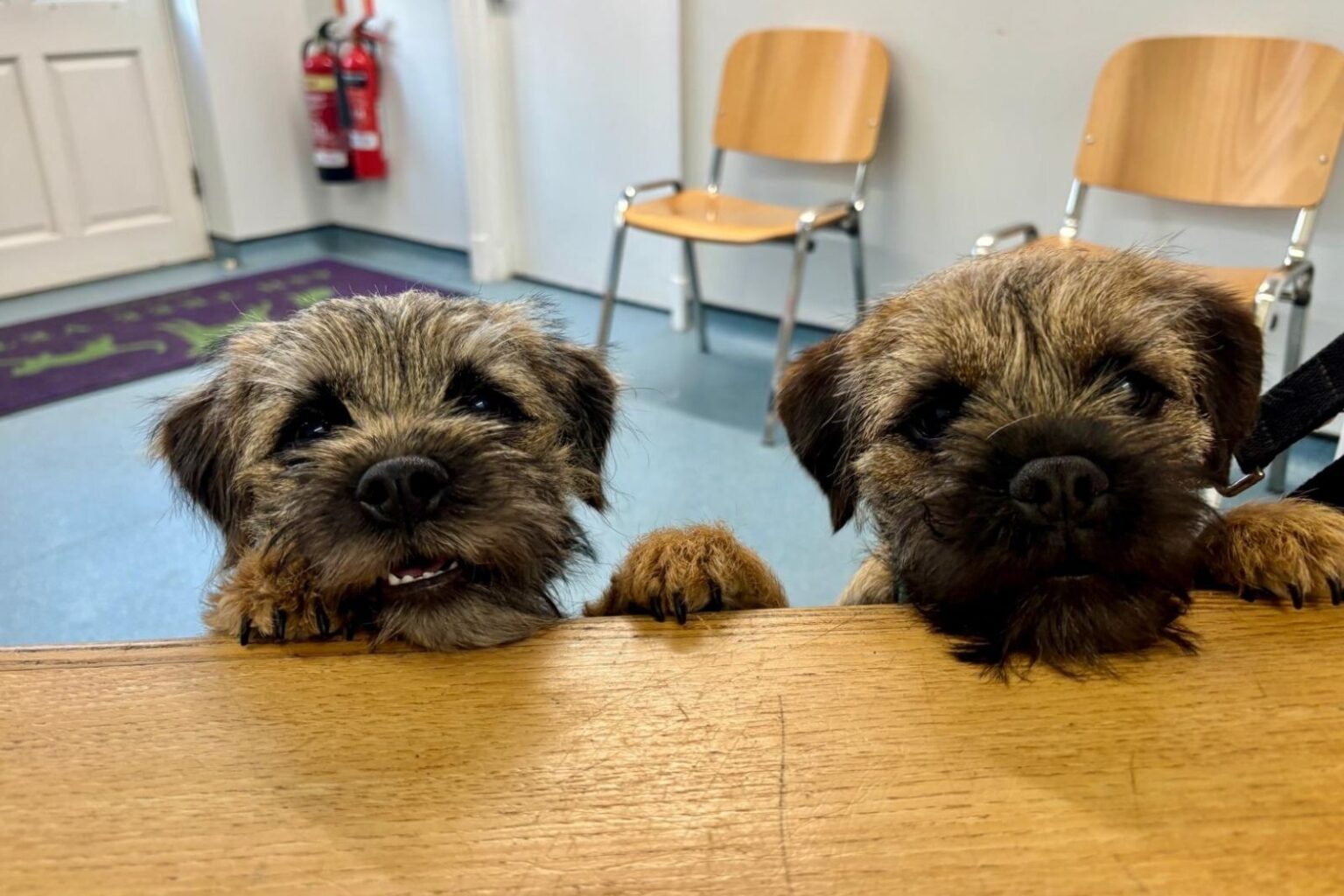 Ash Tree Vets | Expert Pet Care in the East Midlands